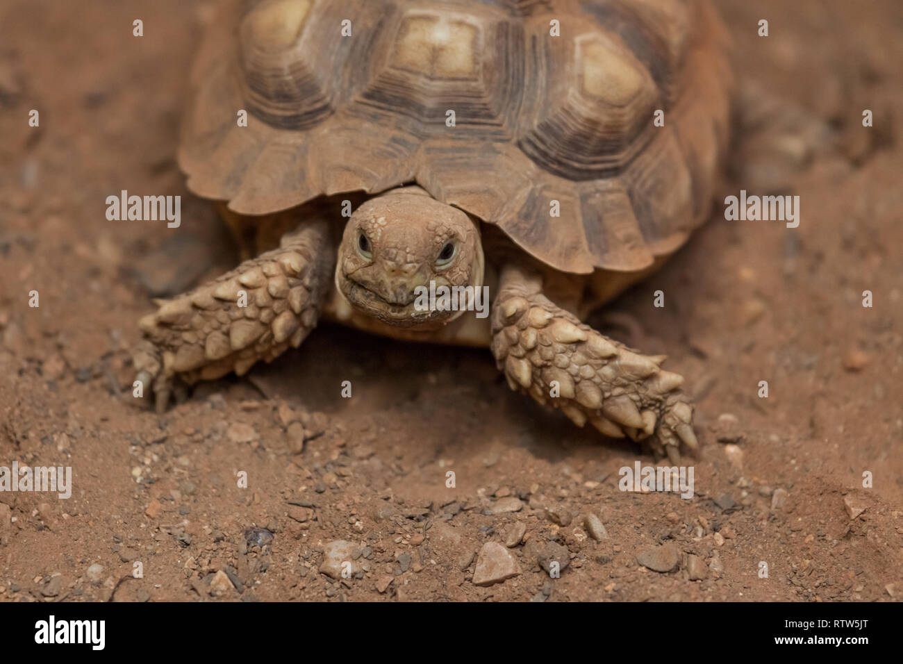 A small African spurred tortoise looks like it is smiling as it crawls ...