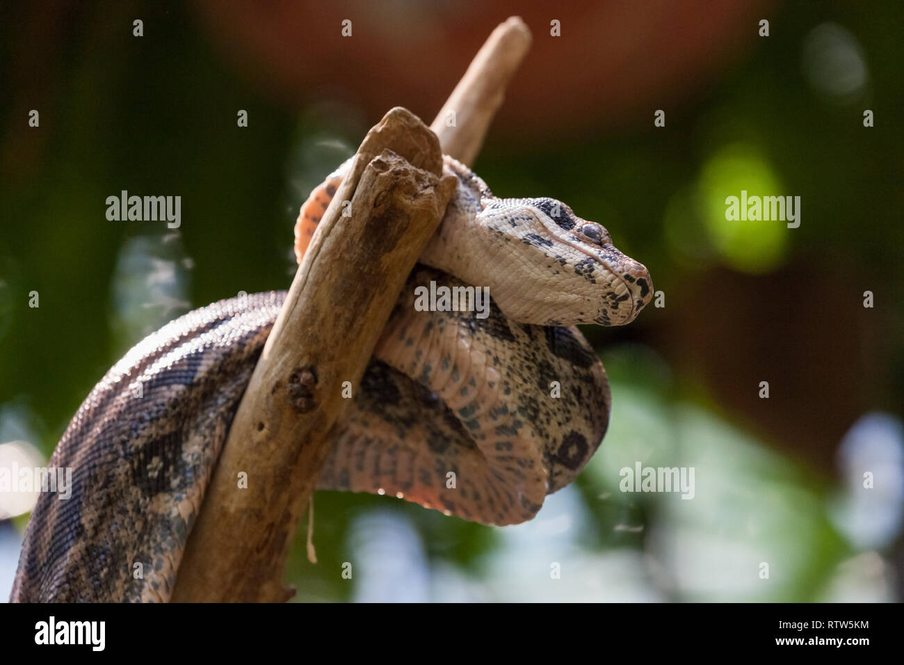 A reticulated python high on a branch in the afternoon light Stock ...