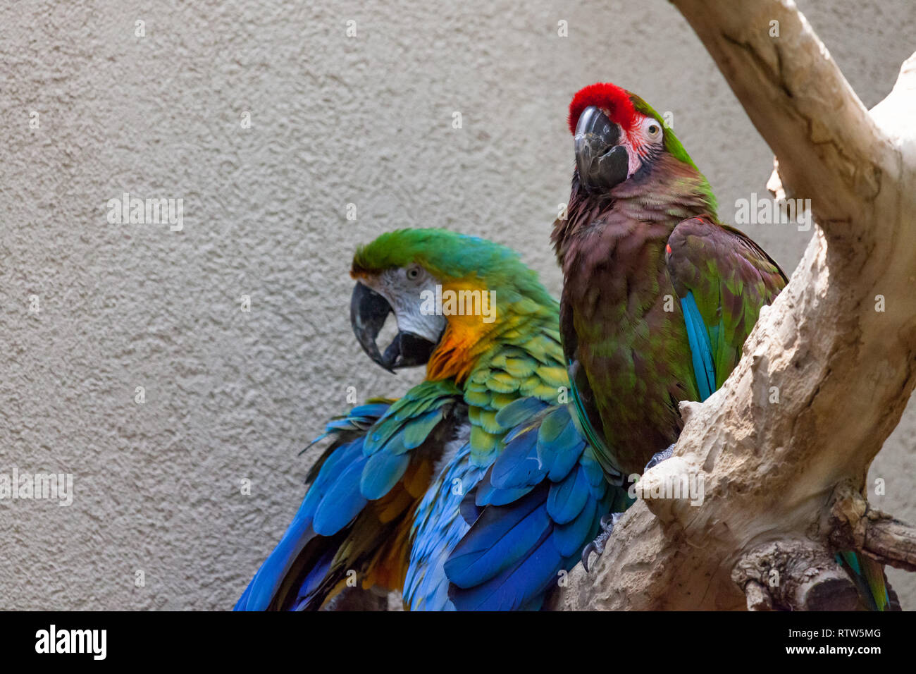 Two macaw birds with vibrant feathers sit next to each other on a tree ...
