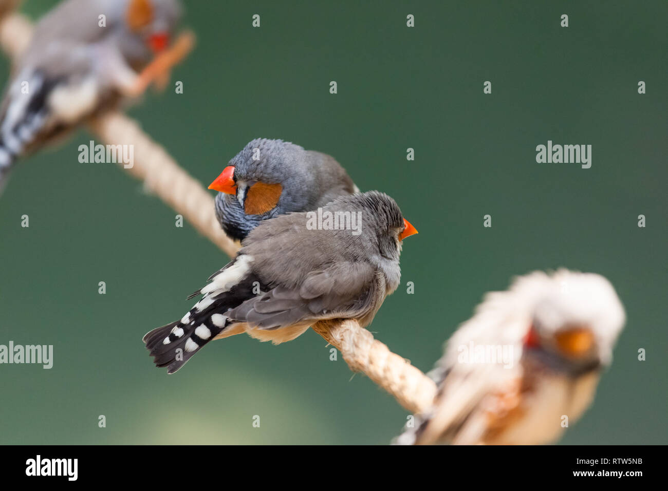 Zebra finch male female hi-res stock photography and images - Alamy