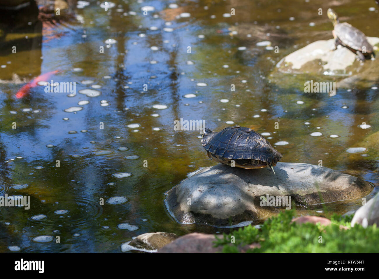Legs tucked up hi-res stock photography and images - Alamy