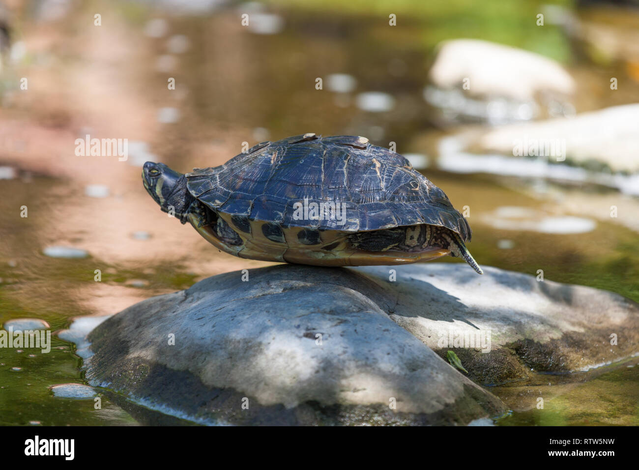 Turtle shell shedding hi-res stock photography and images - Alamy