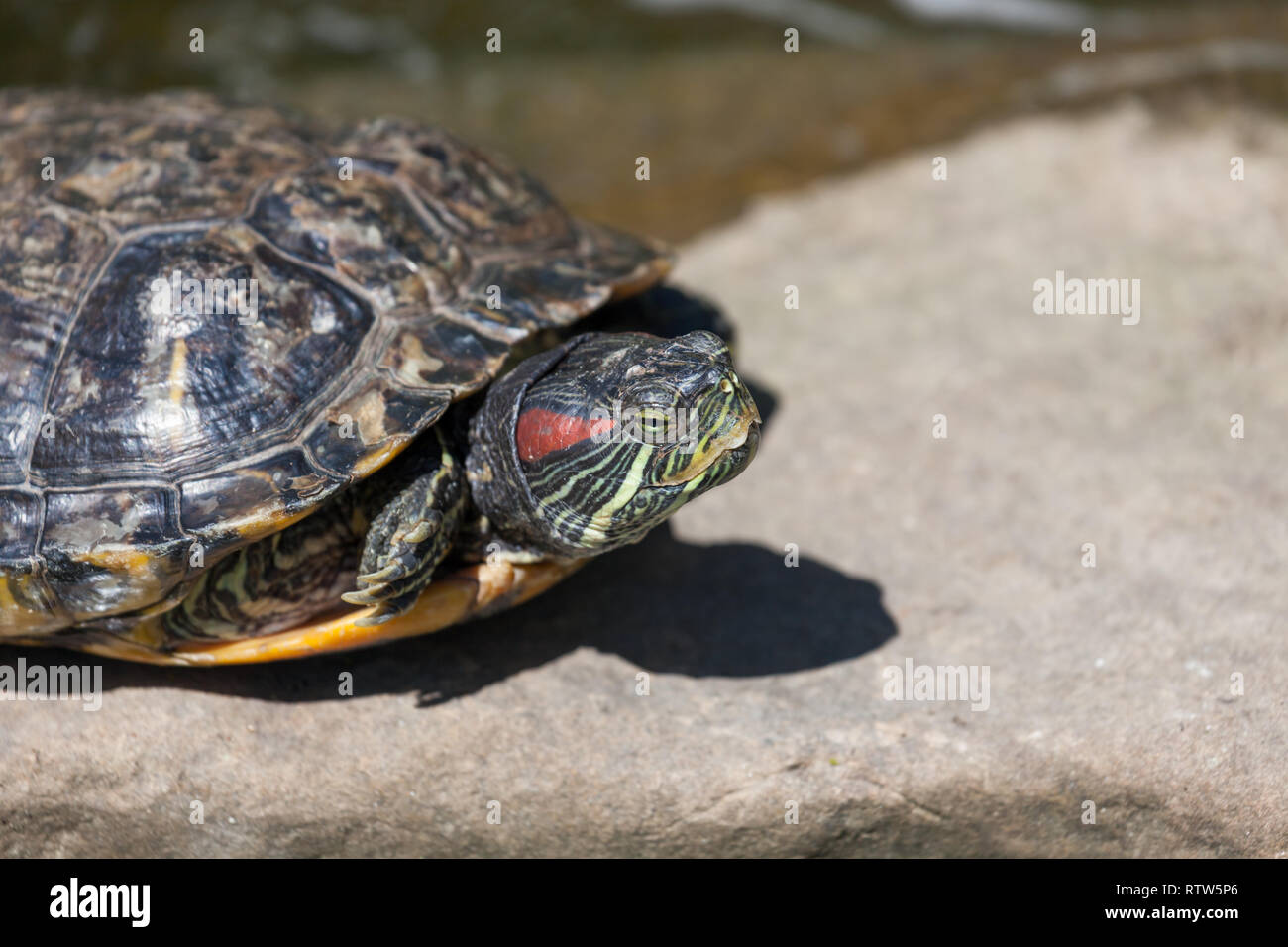 Red Eared Slider Shedding
