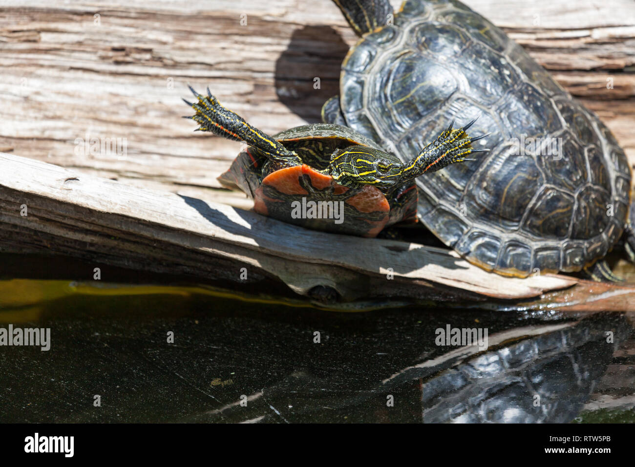 A larger red eared slider turtle is crawling over a smaller painted ...