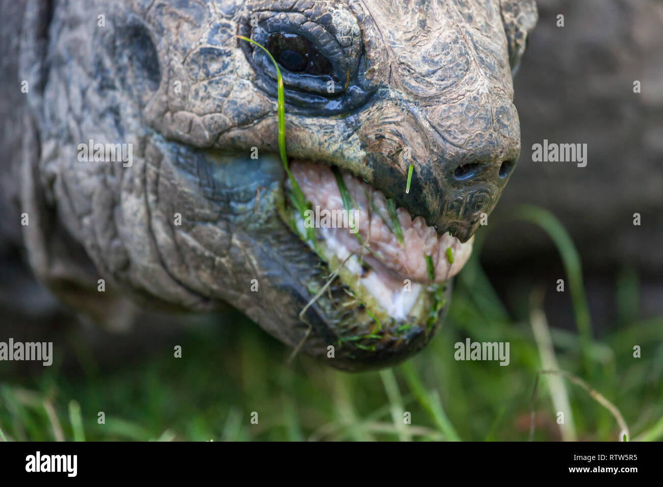 The mouth and face of a giant tortoise eating spring grass Stock Photo ...