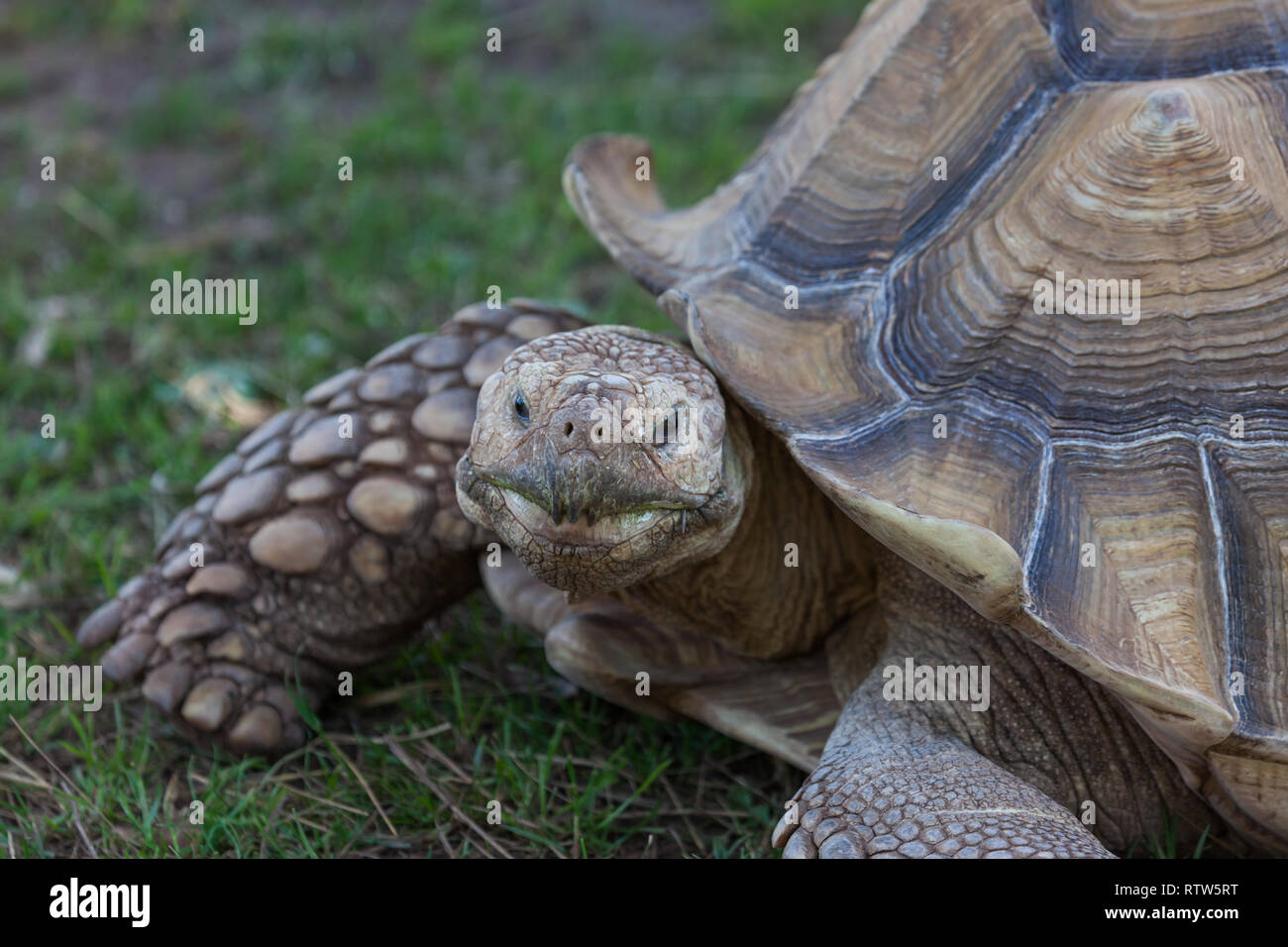 Bumpy shell hi-res stock photography and images - Alamy