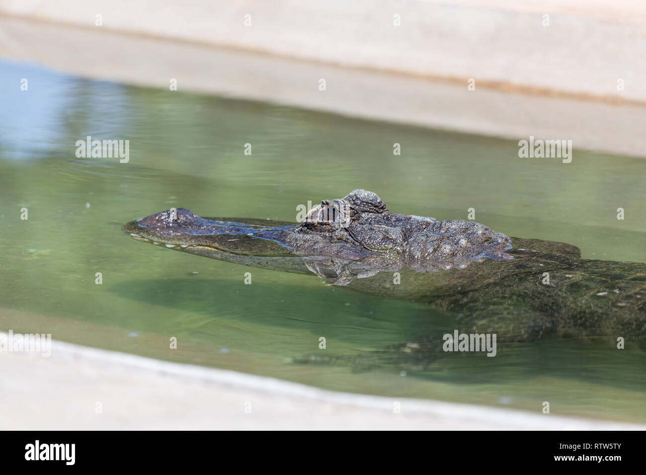 A alligator submerged in clear shallow water with only its eyes and top ...