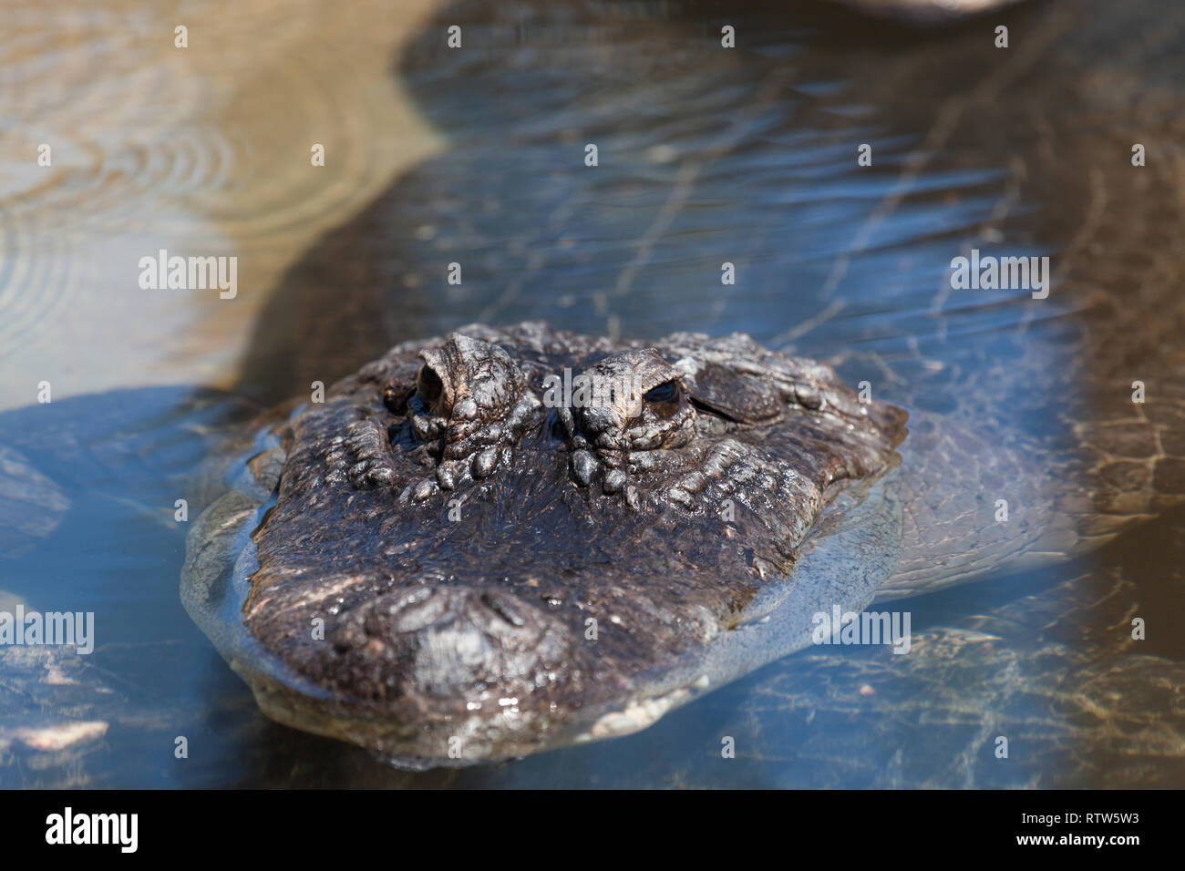 A alligator submerged in clear shallow water with only its eyes and top ...