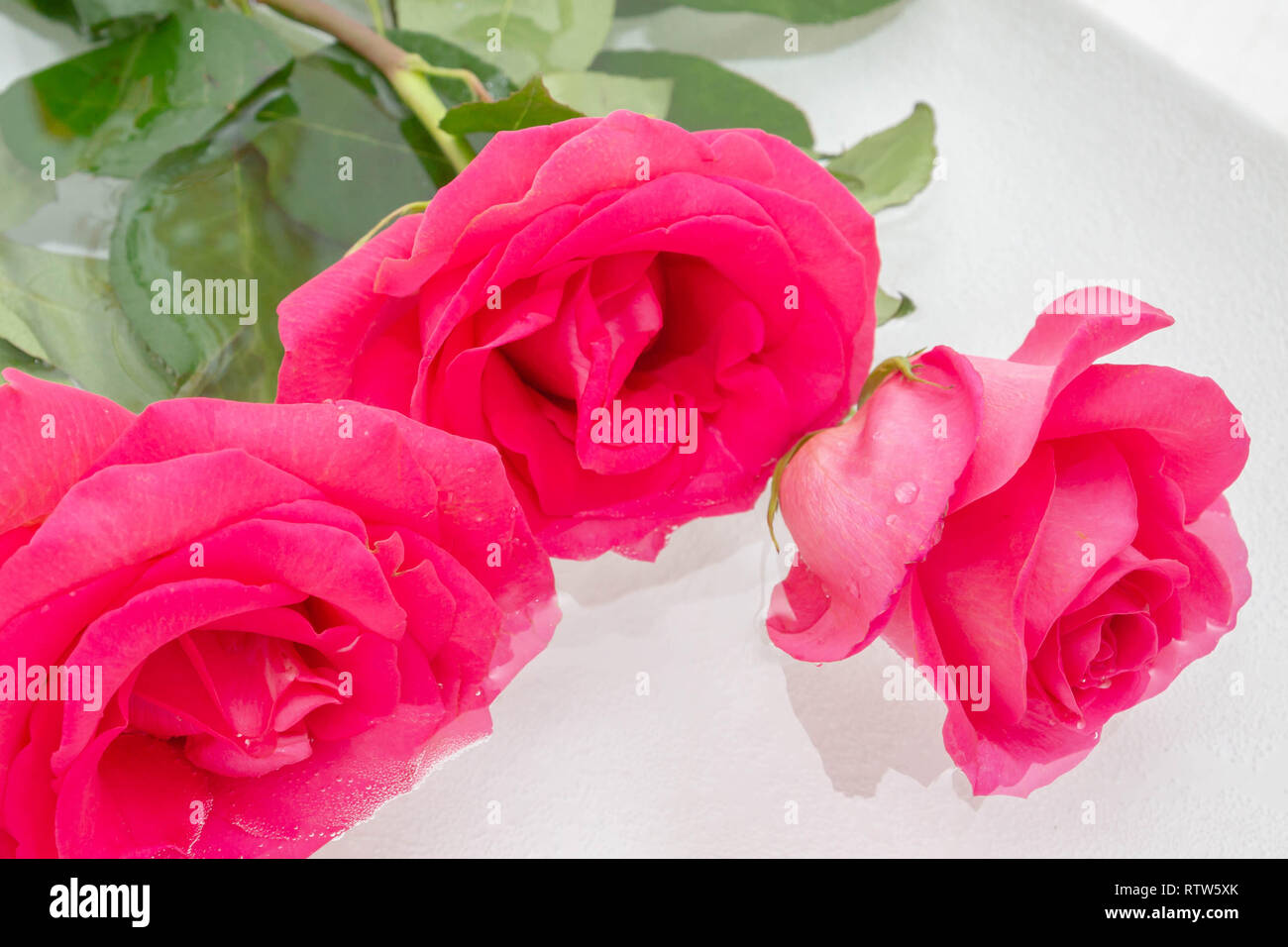 Big beautiful pink roses lie in the water Stock Photo - Alamy