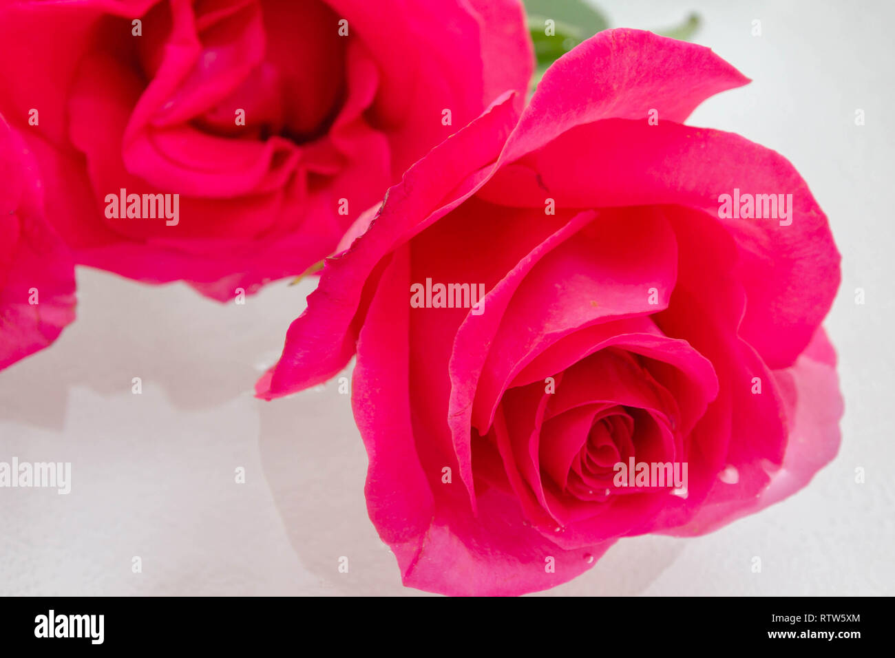 Big beautiful pink roses lie in the water Stock Photo - Alamy