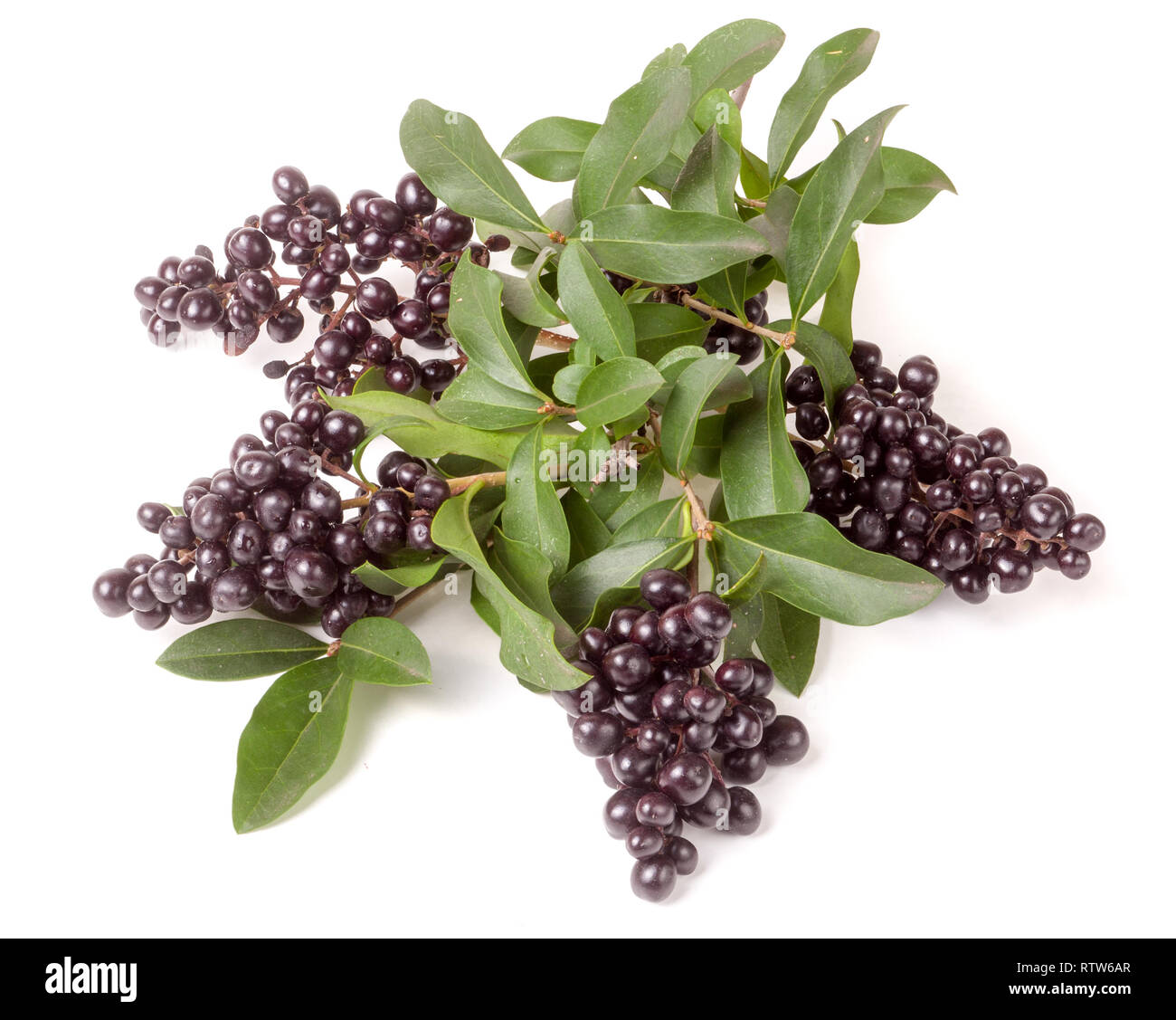 branch of Wild privet or Ligustrum vulgare isolated on white background ...