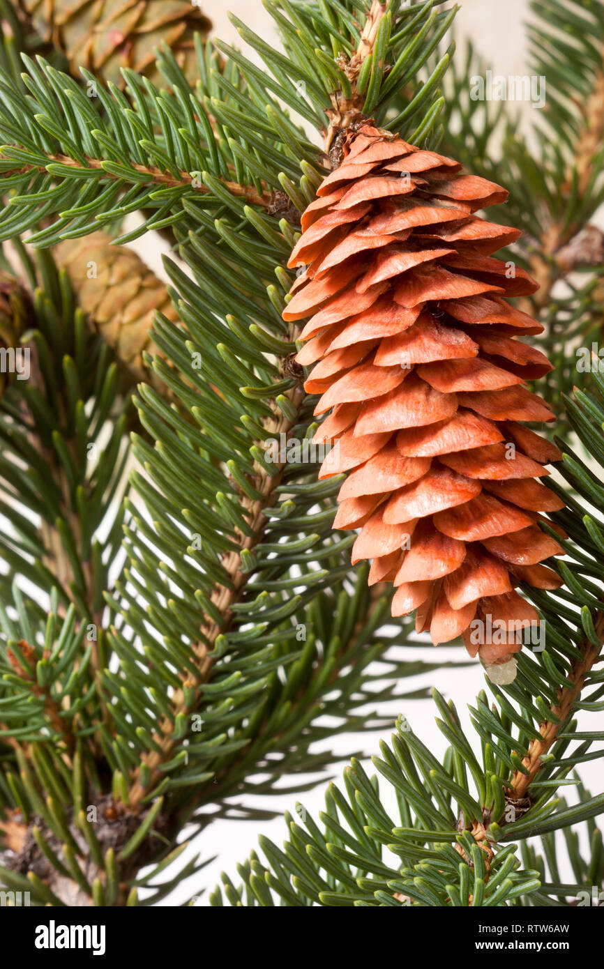 Fir sprig cone hi-res stock photography and images - Alamy