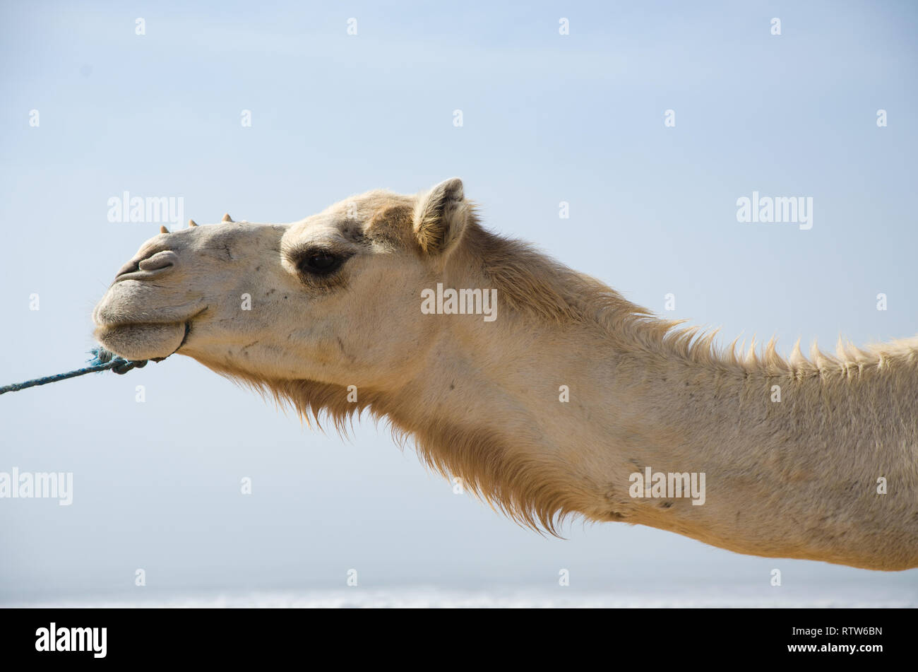 Head of a white dromedary in Morocco Stock Photo - Alamy