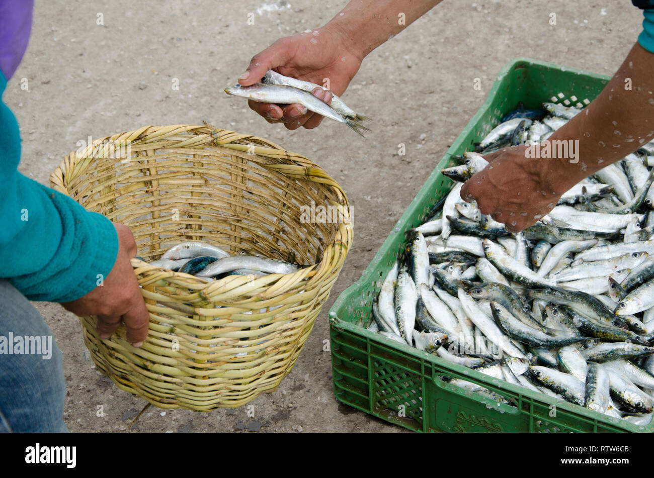 Person selling small silver fishes from a big basket Stock Photo - Alamy