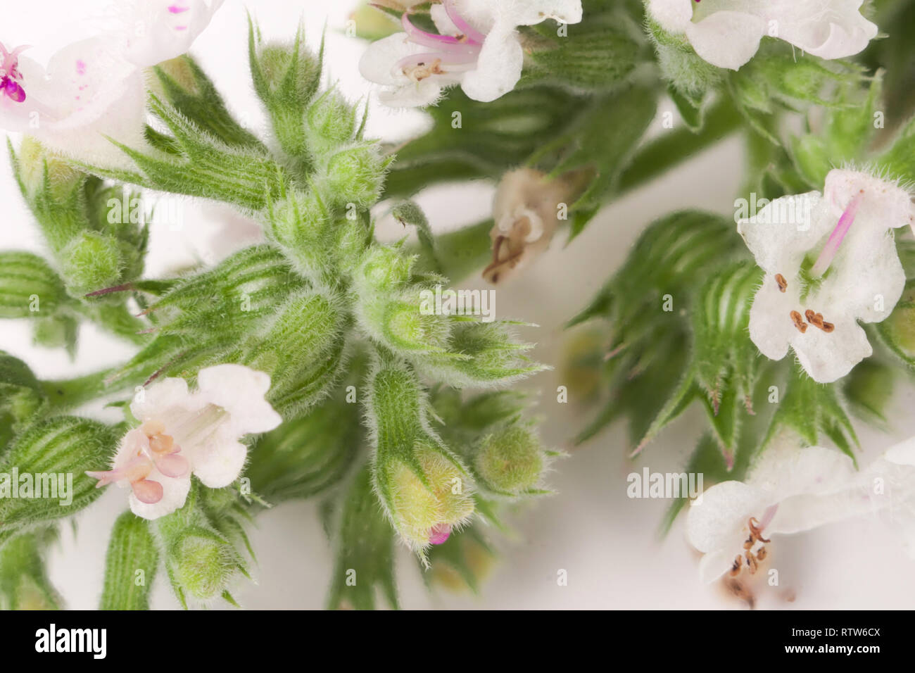 blooming sprig of lemon balm isolated on white background Stock Photo ...