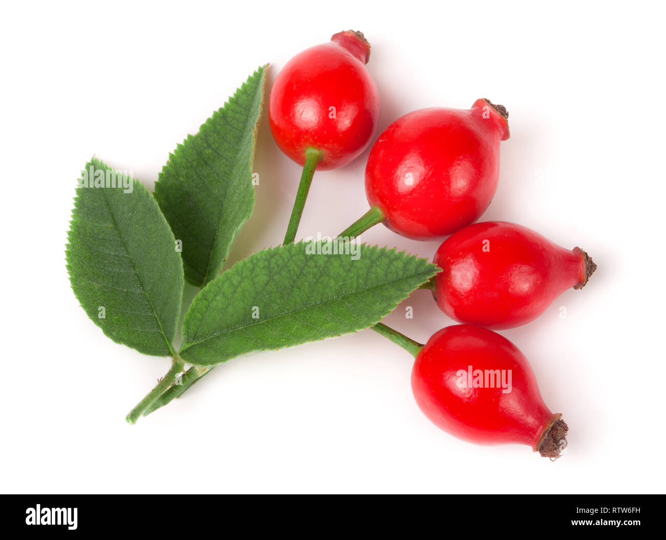 branch rosehip with leaves isolated on white background Stock Photo - Alamy