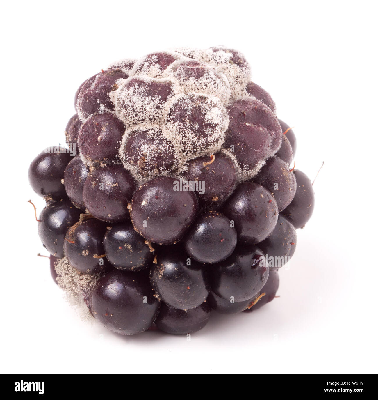 Fungal culture hi-res stock photography and images - Alamy