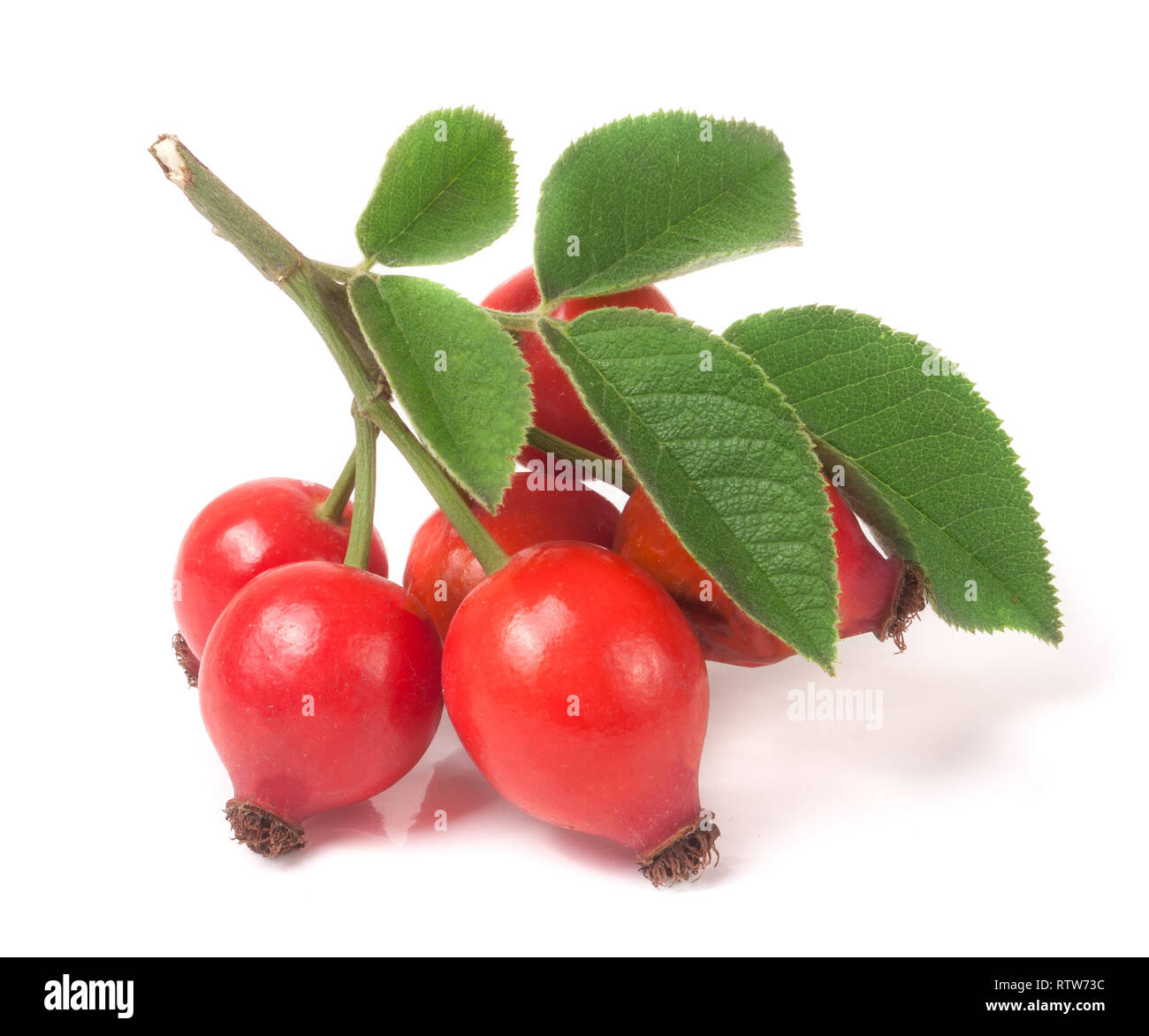 branch rosehip with leaves isolated on white background Stock Photo - Alamy