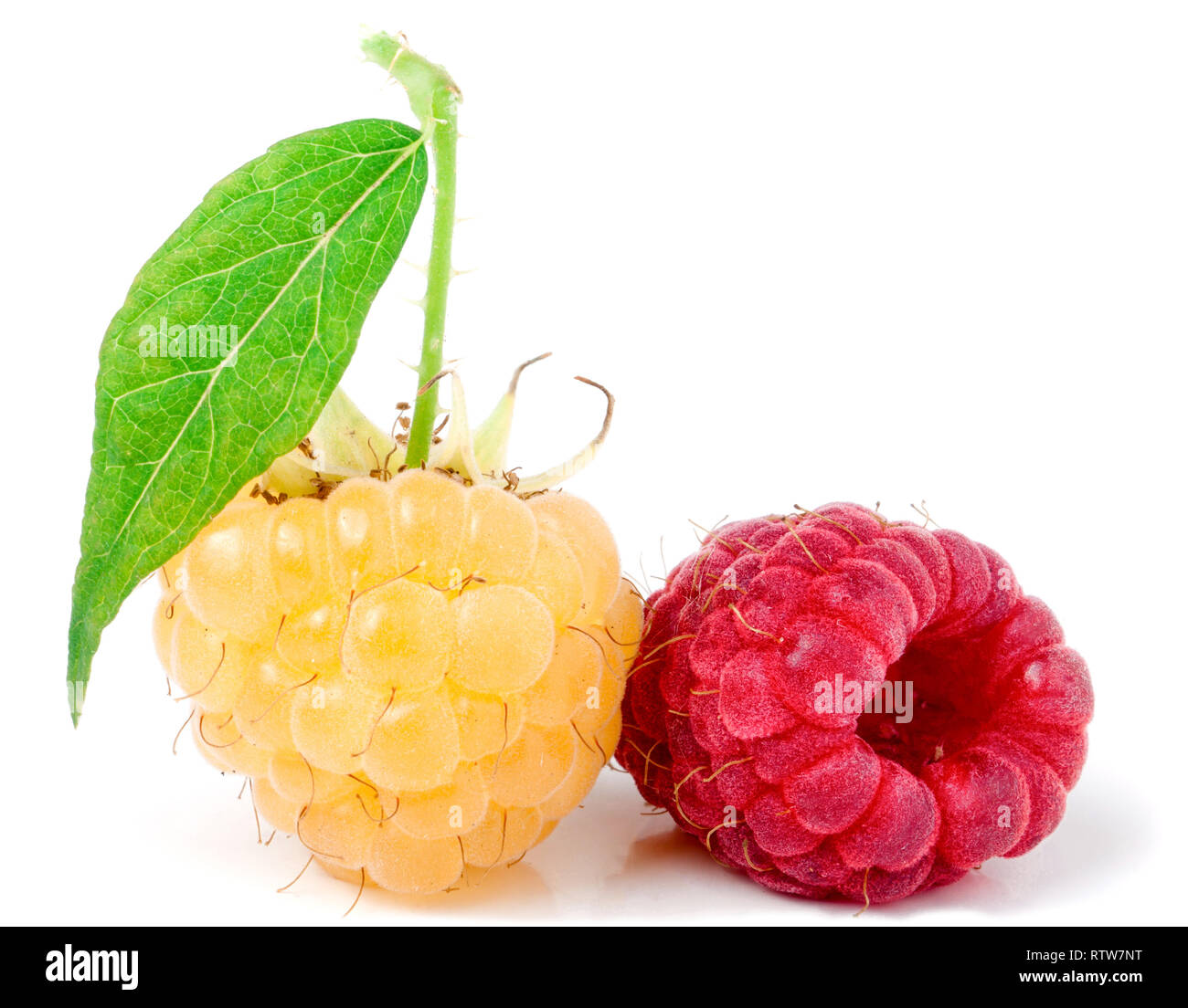 red and yellow raspberries with leaves on a white background Stock ...