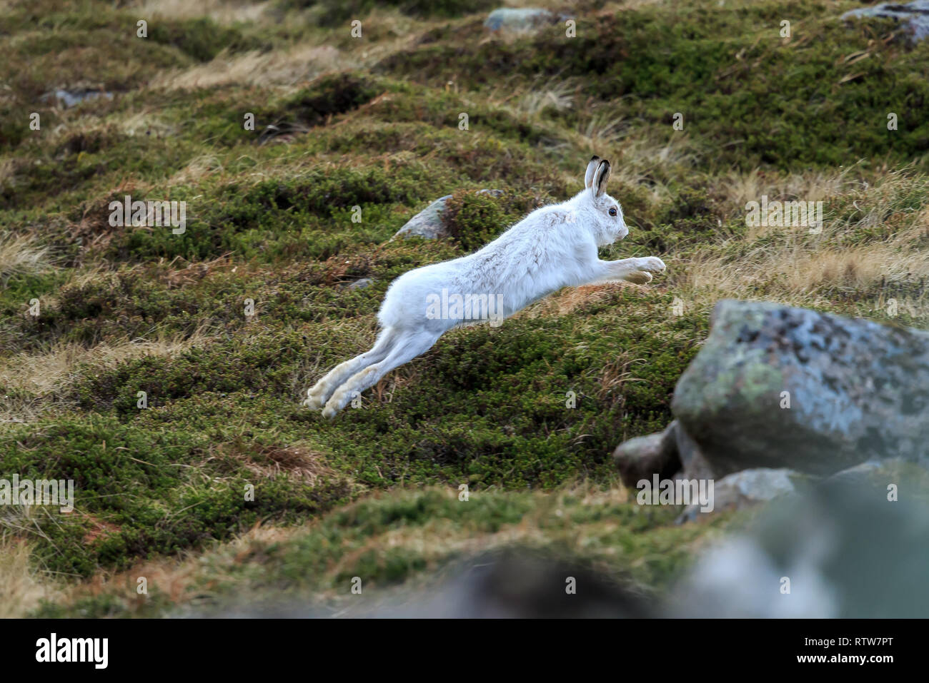 The mountain hare, also known as white hare, snow hare, alpine hare, is ...