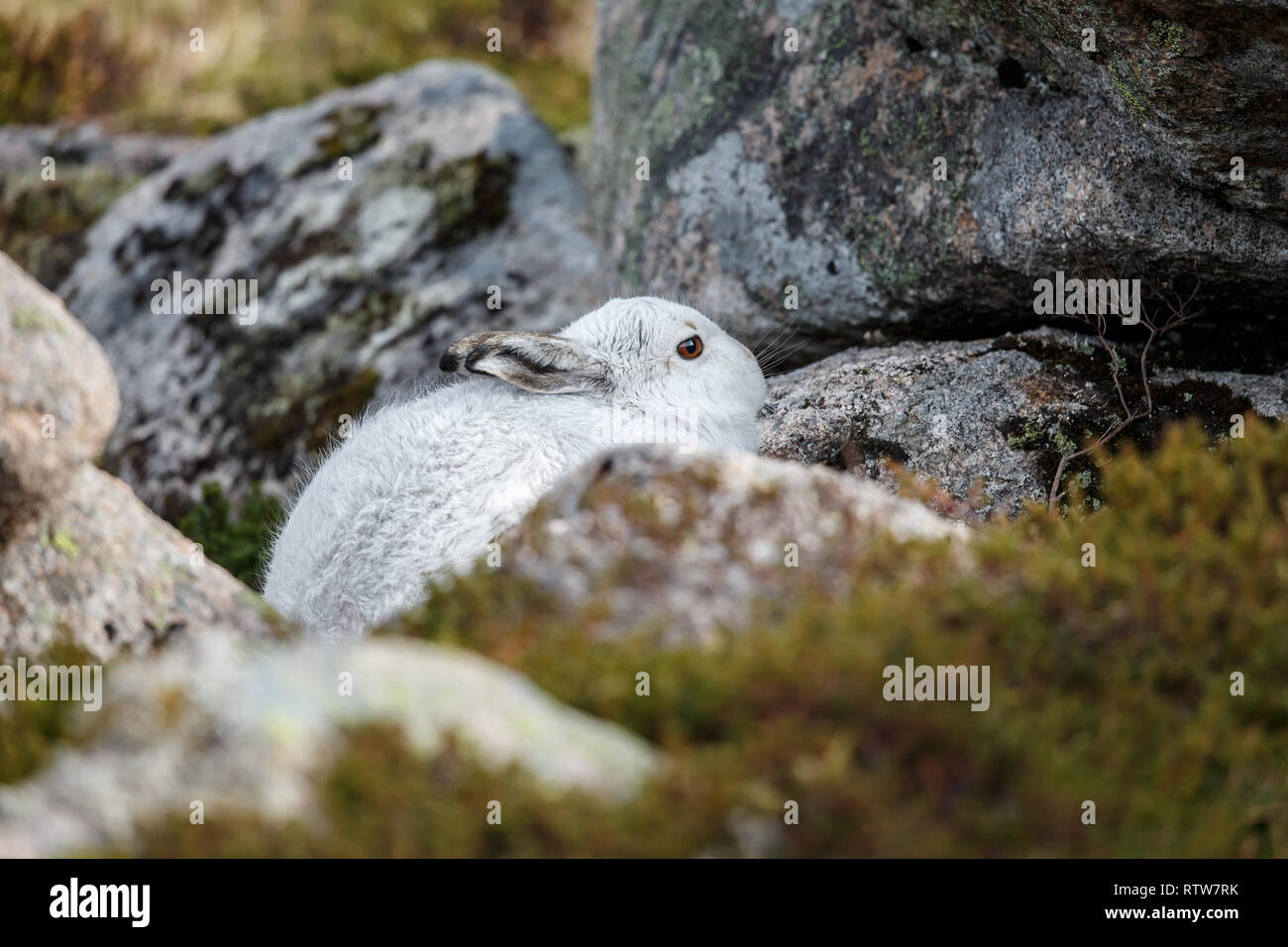 The mountain hare, also known as white hare, snow hare, alpine hare, is ...