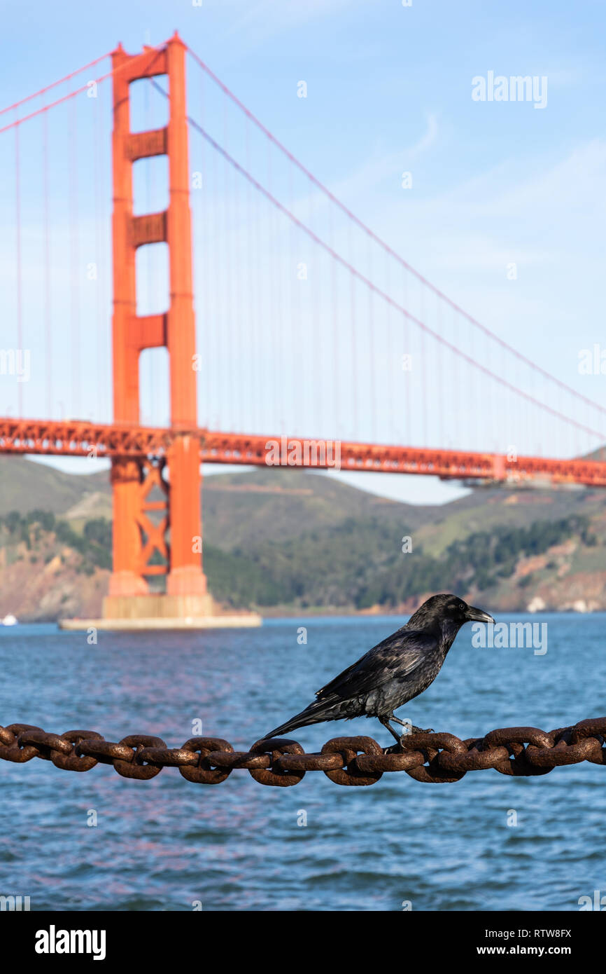 Big black crow sits on rusted chain in front of Golden Gate bridge in ...