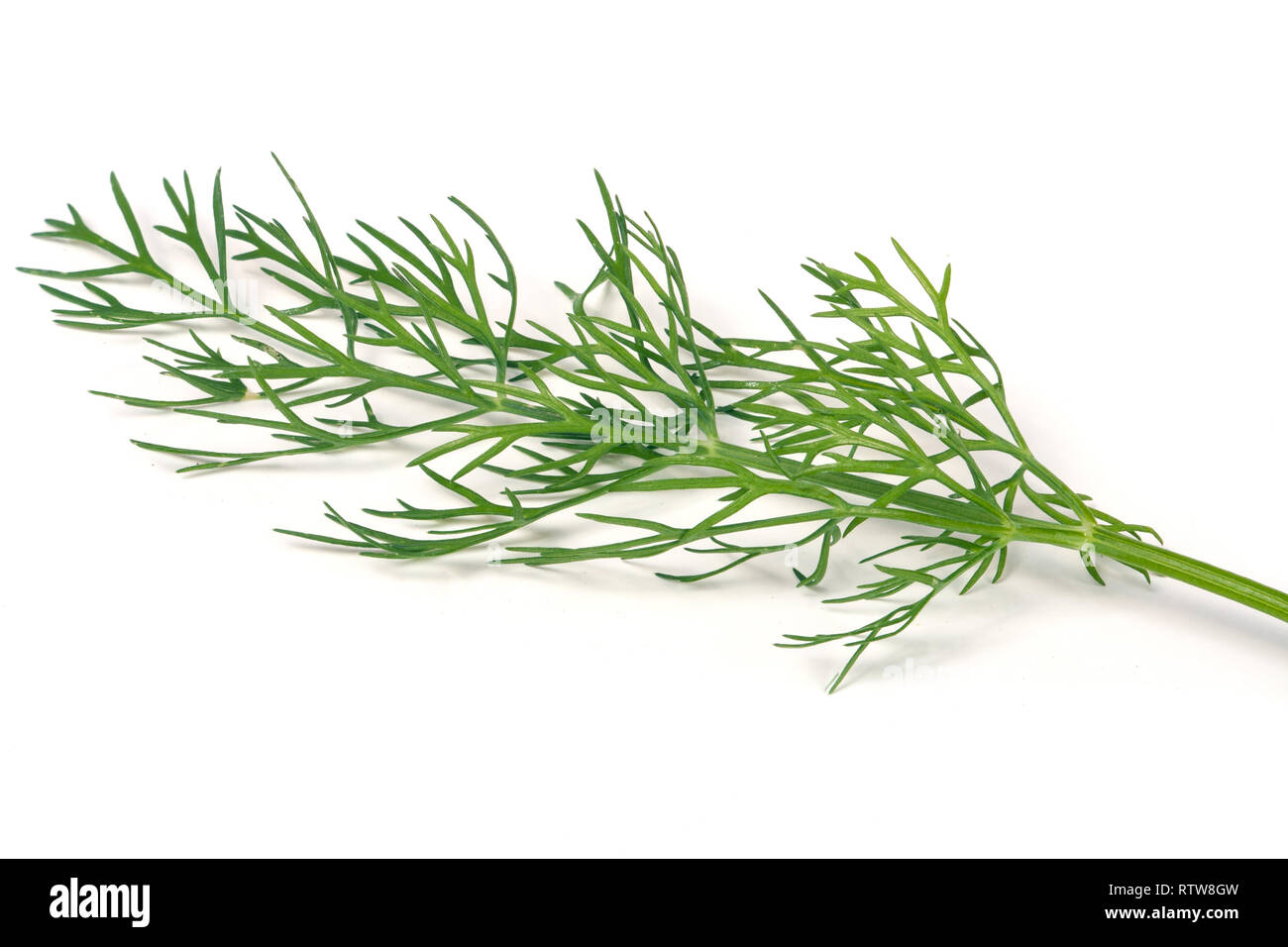 Sprig of dill hi-res stock photography and images - Alamy