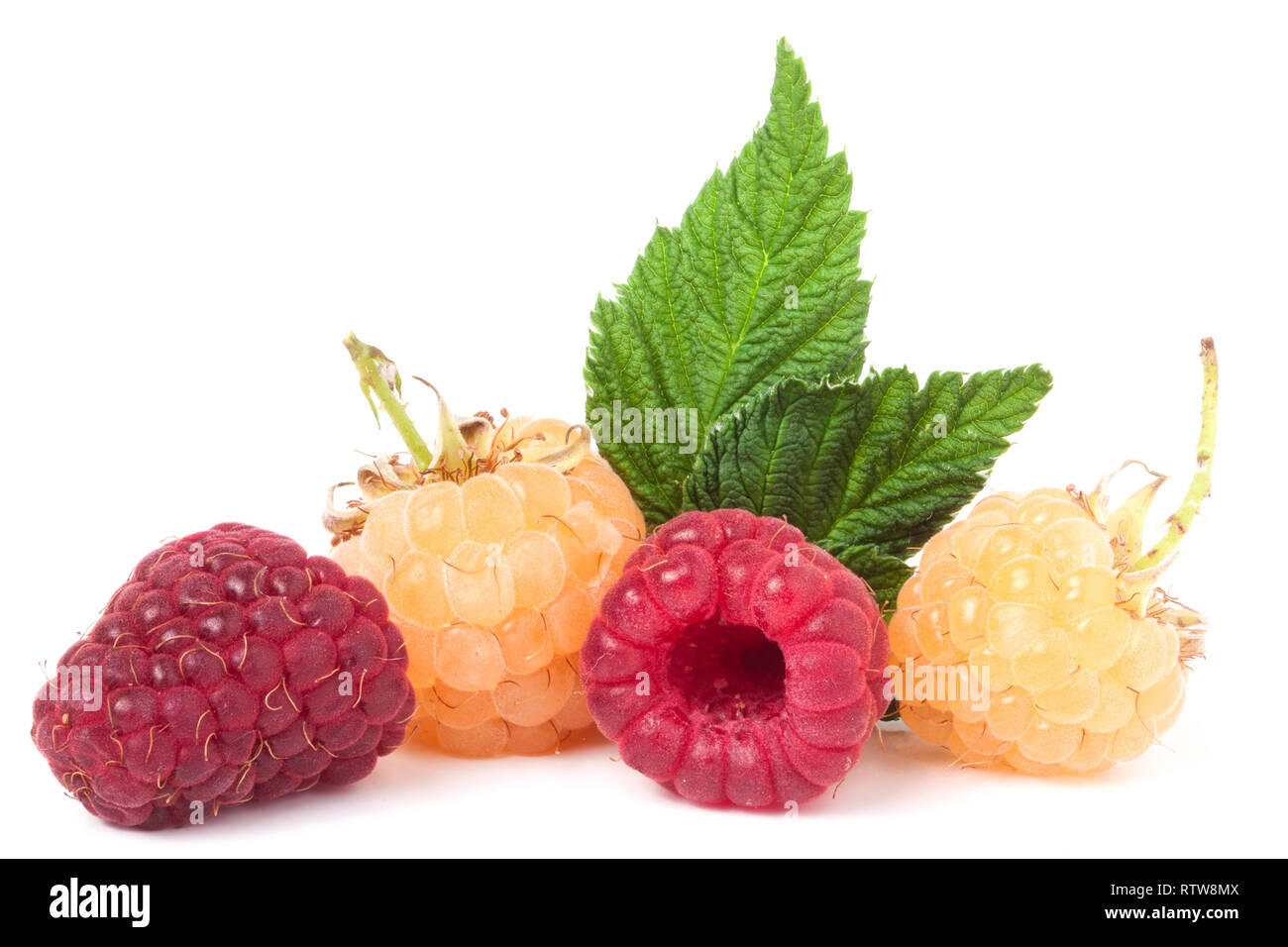 red and yellow raspberries with leaves on a white background Stock ...