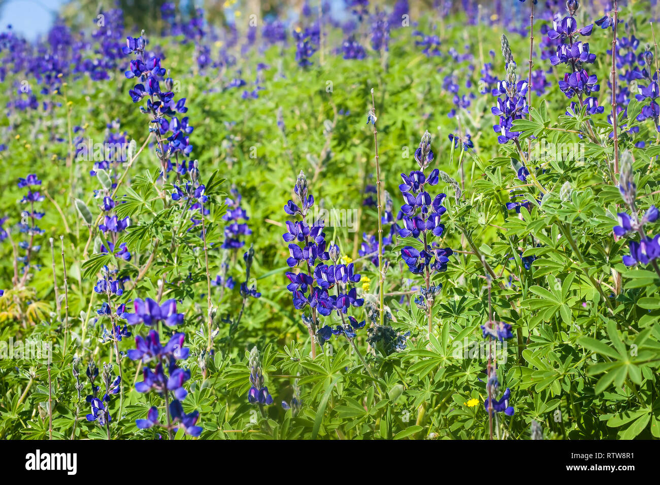 Blossom of spring flower hi-res stock photography and images - Alamy