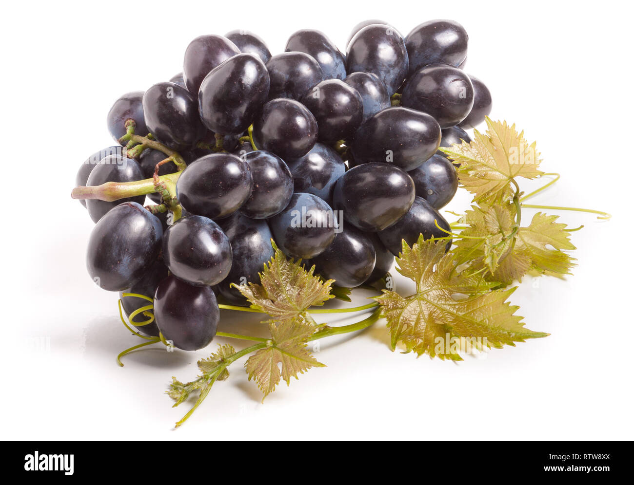 Vitis vinifera muscat blue hi-res stock photography and images - Alamy