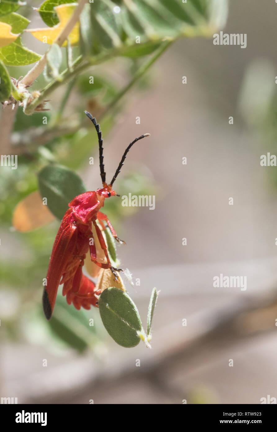 A common red soldier beetle sits atop a plant in Sabino Canyon, Arizona ...