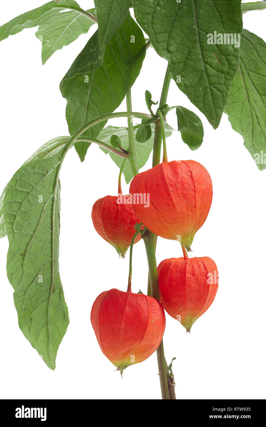 Physalis on the branch hi-res stock photography and images - Alamy