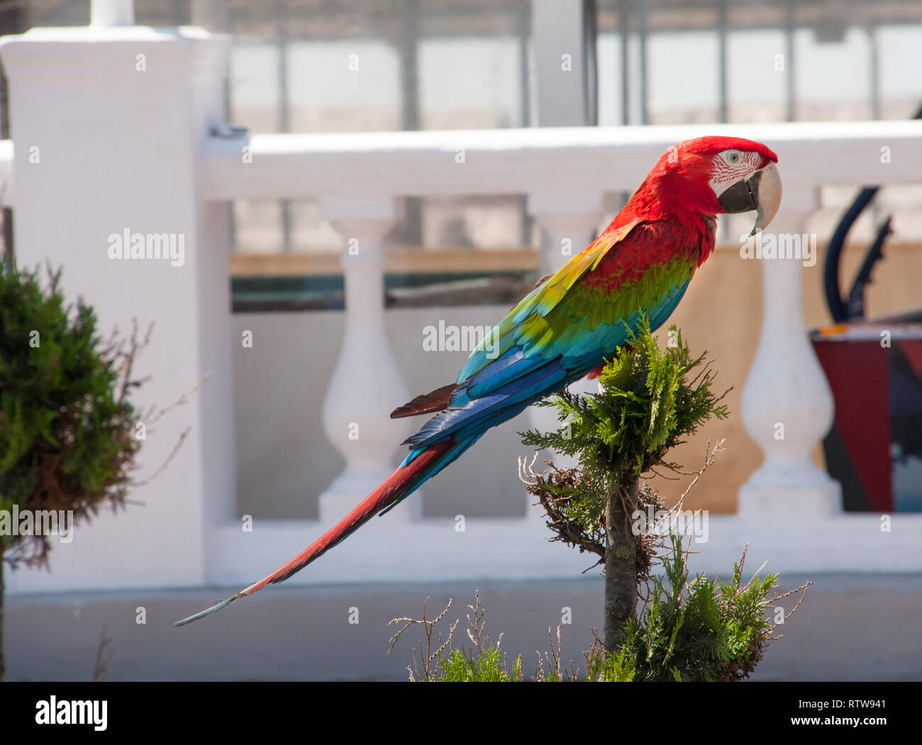 Beautiful Scarlet Macaw Ara sitting in a tree Stock Photo - Alamy