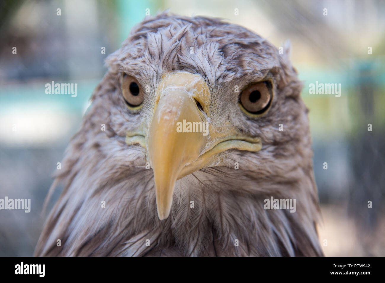 Golden eagle close up profile hi-res stock photography and images - Alamy