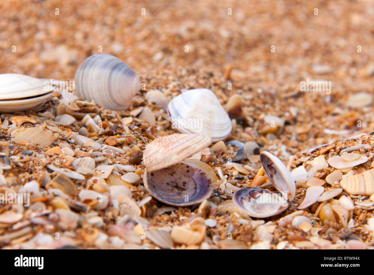 seashells in the sand on the seashore Stock Photo - Alamy