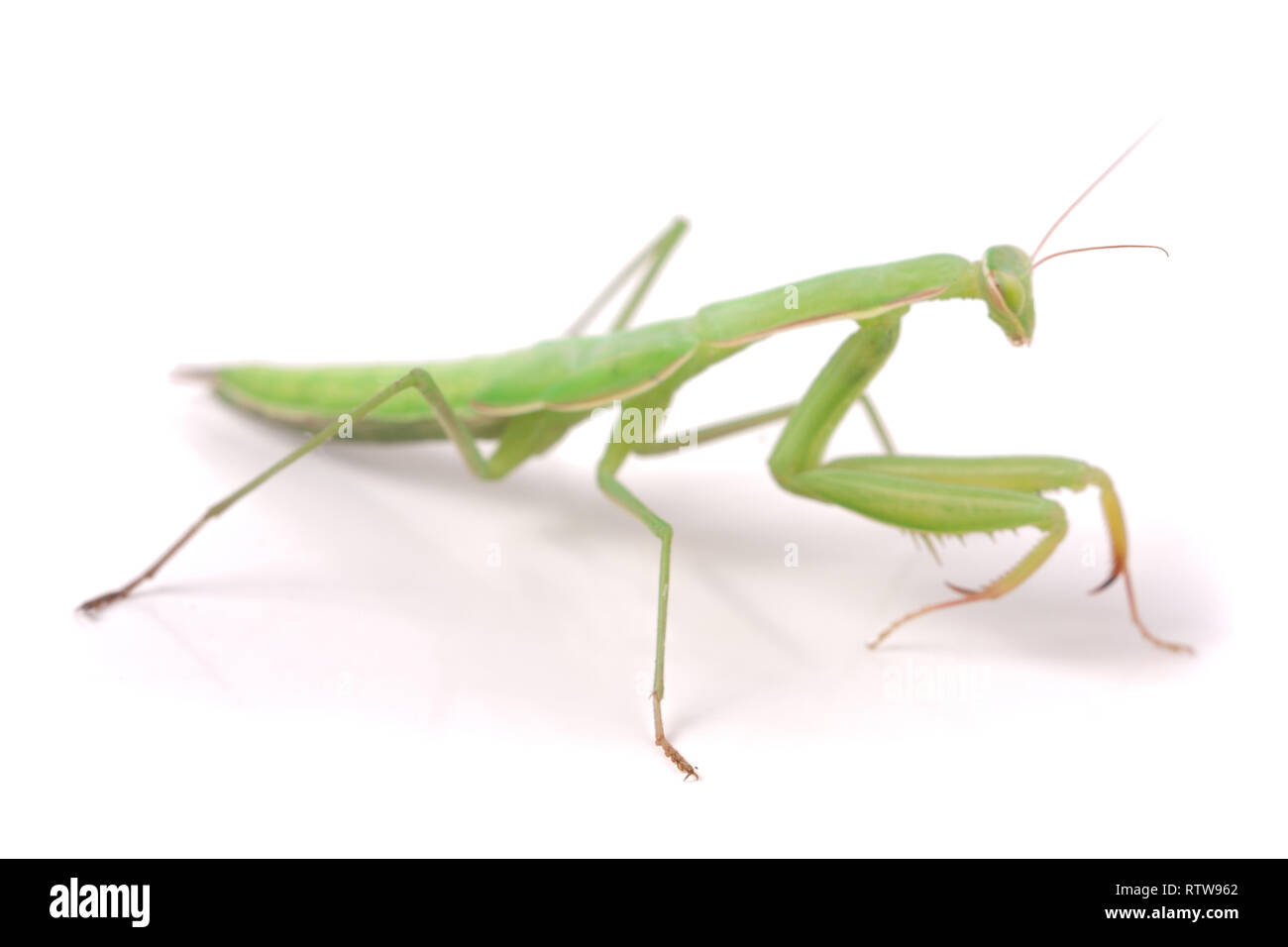 mantis isolated on white background close-up macro Stock Photo - Alamy