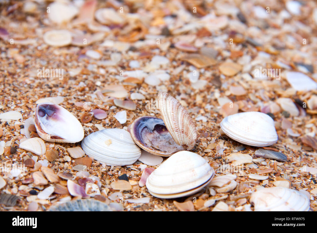 Seashell border sea shell hi-res stock photography and images - Alamy