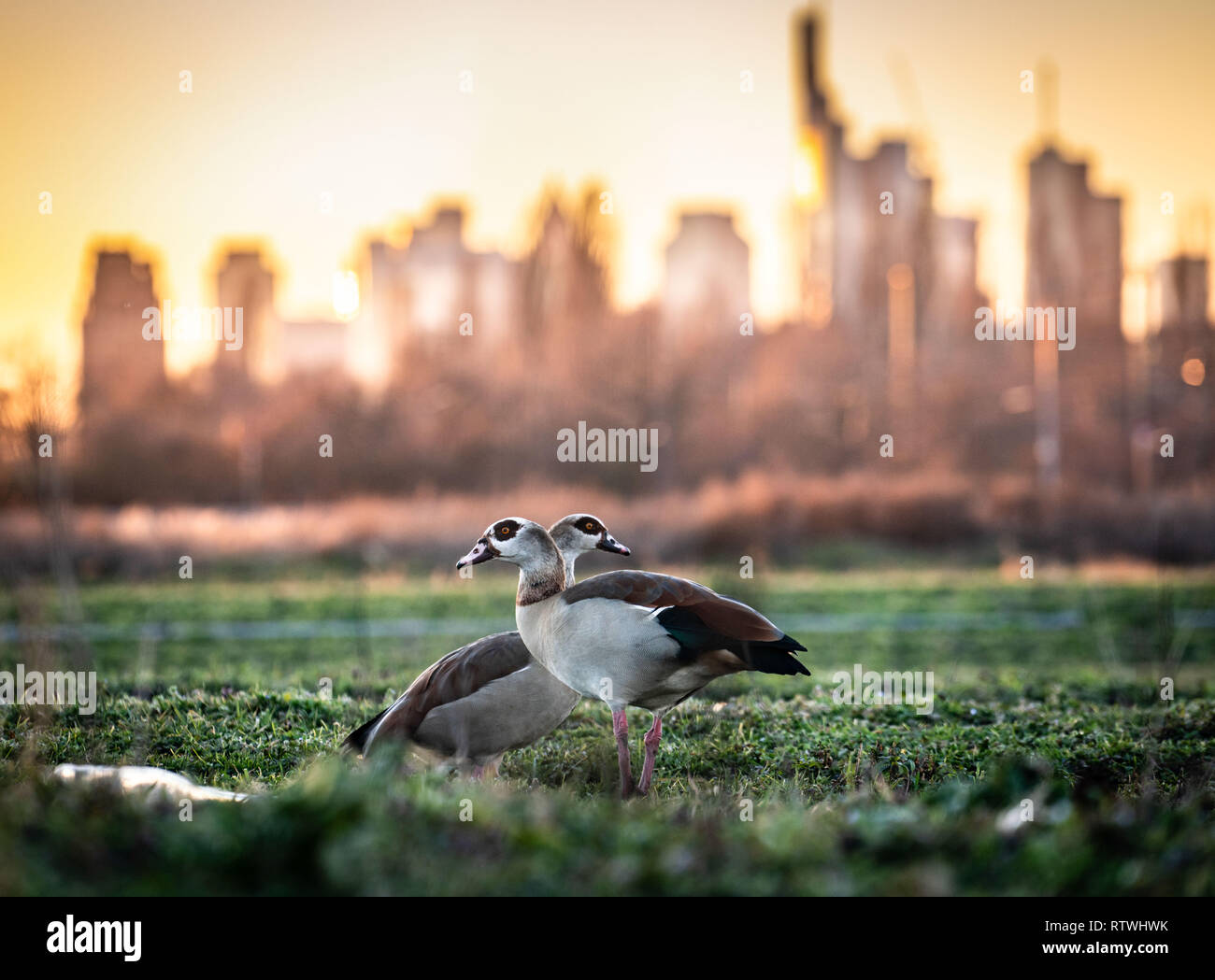 27 soss hi-res stock photography and images - Alamy