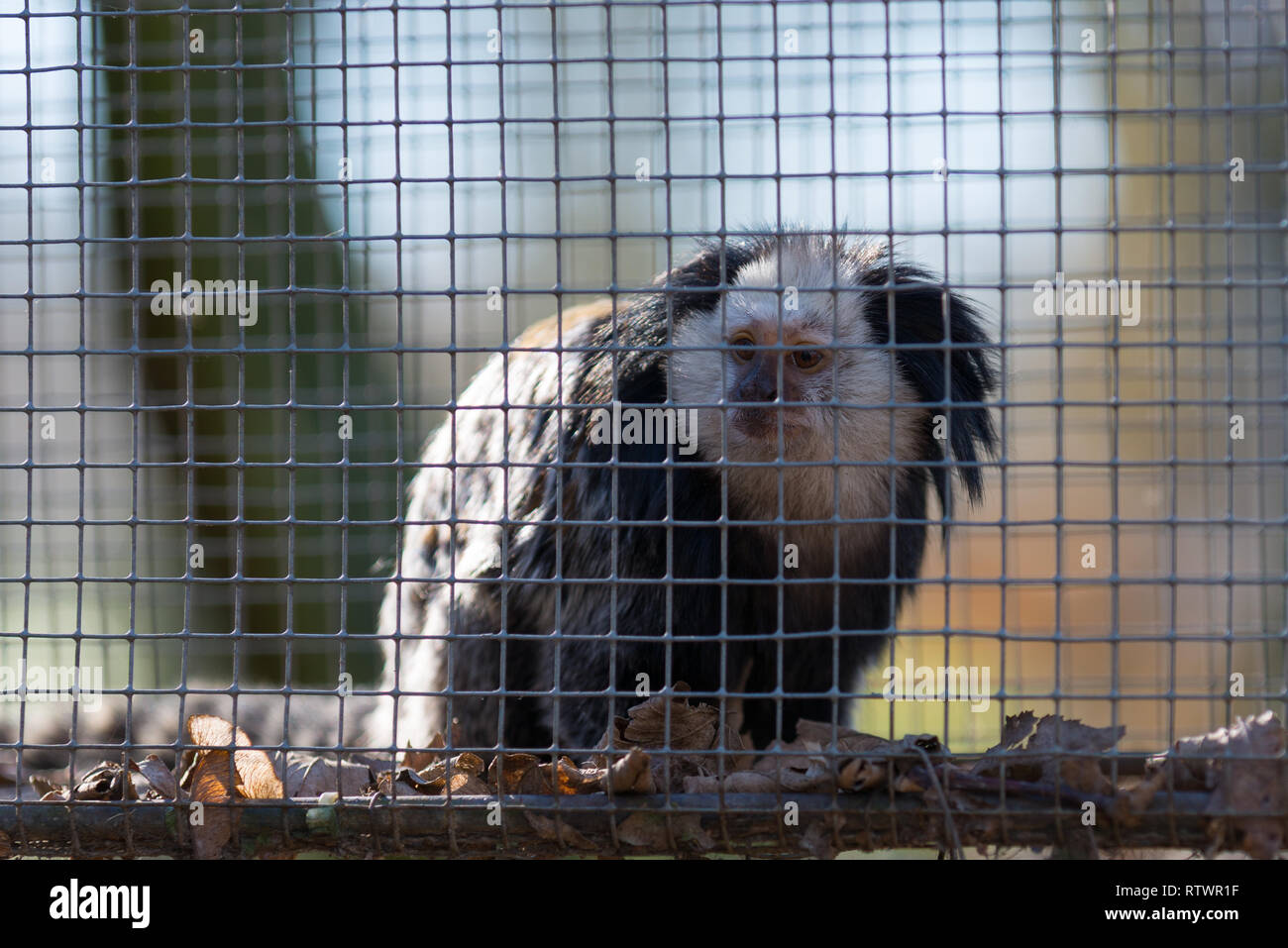 Caged Geoffreys marmoset ( Callithrix geoffroyi) kept as a pet Stock ...