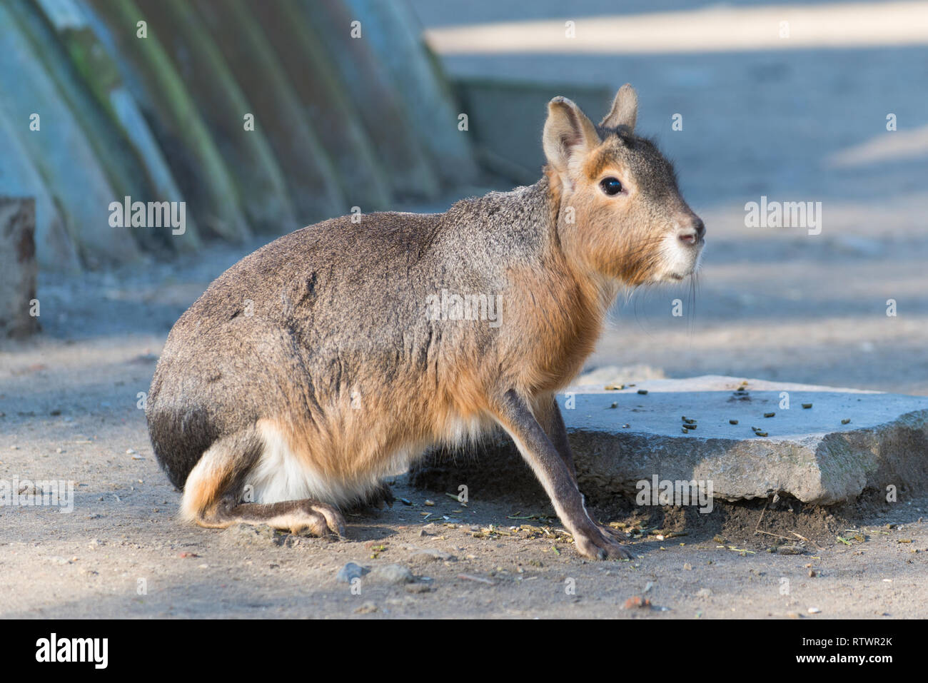 Mara rabbit ( Dolichotis patagonum Stock Photo - Alamy