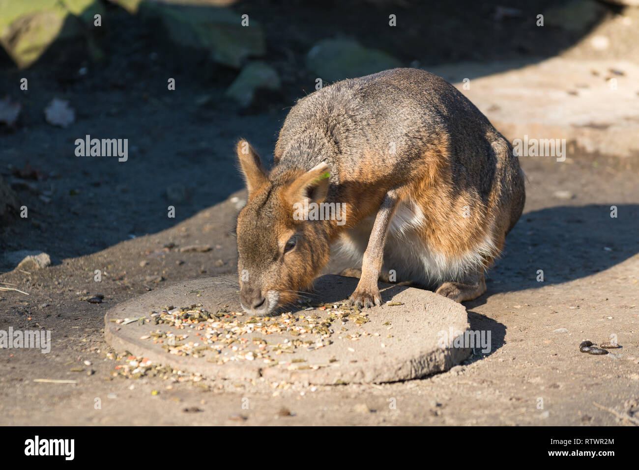Patagonian rabbit hi-res stock photography and images - Alamy