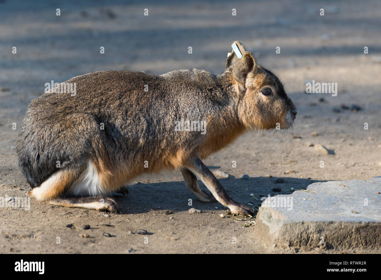 Mara rabbit ( Dolichotis patagonum Stock Photo - Alamy