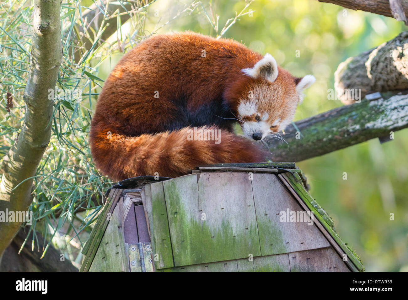 Red panda ( Ailurus fulgens Stock Photo - Alamy