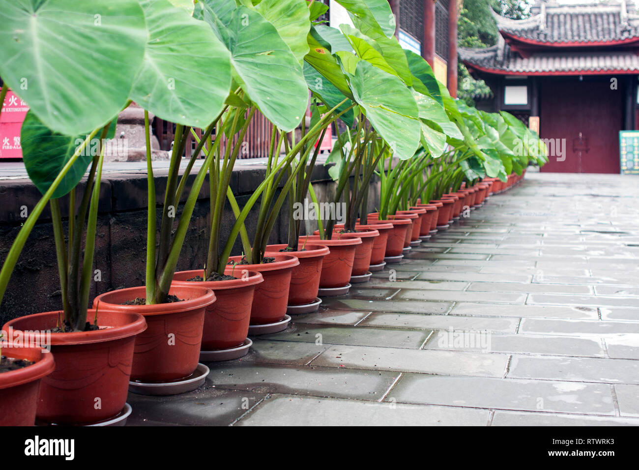 Beautiful nature plants chinese hi-res stock photography and images - Alamy