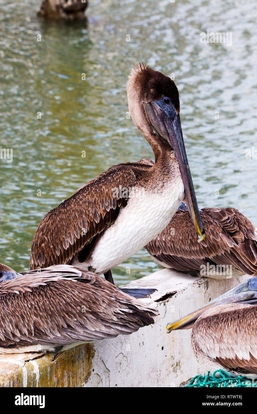Pelicans of mexico hi-res stock photography and images - Alamy