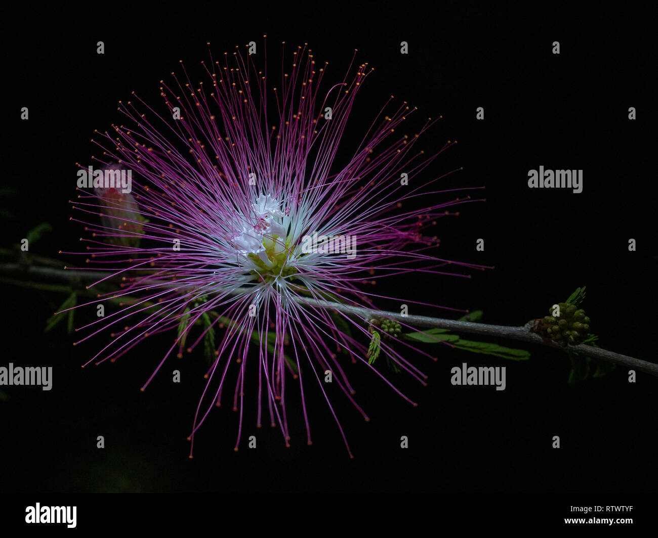 Mimosa plants hi-res stock photography and images - Alamy