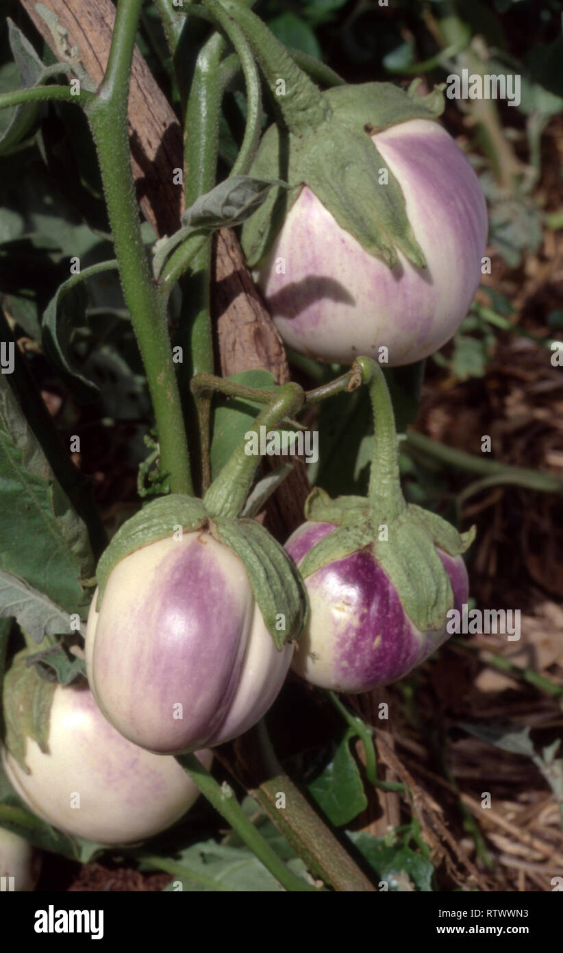 White Brinjal