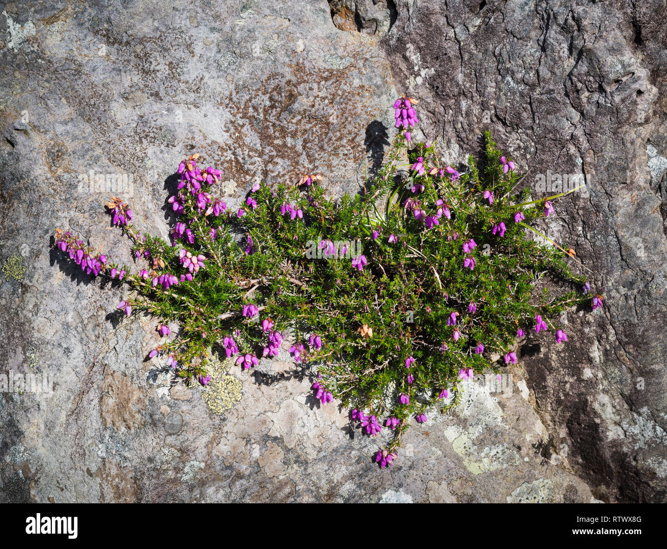 Heather surface hi-res stock photography and images - Alamy