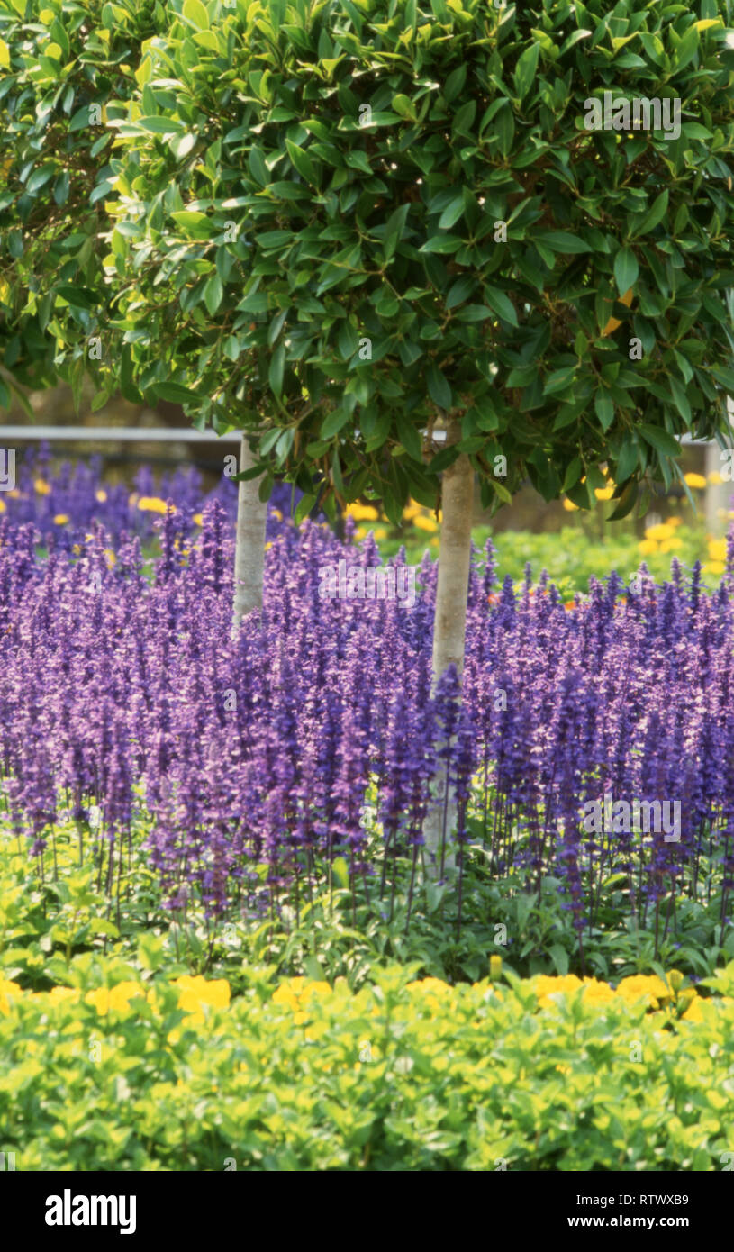 Ficus trees hi-res stock photography and images - Alamy