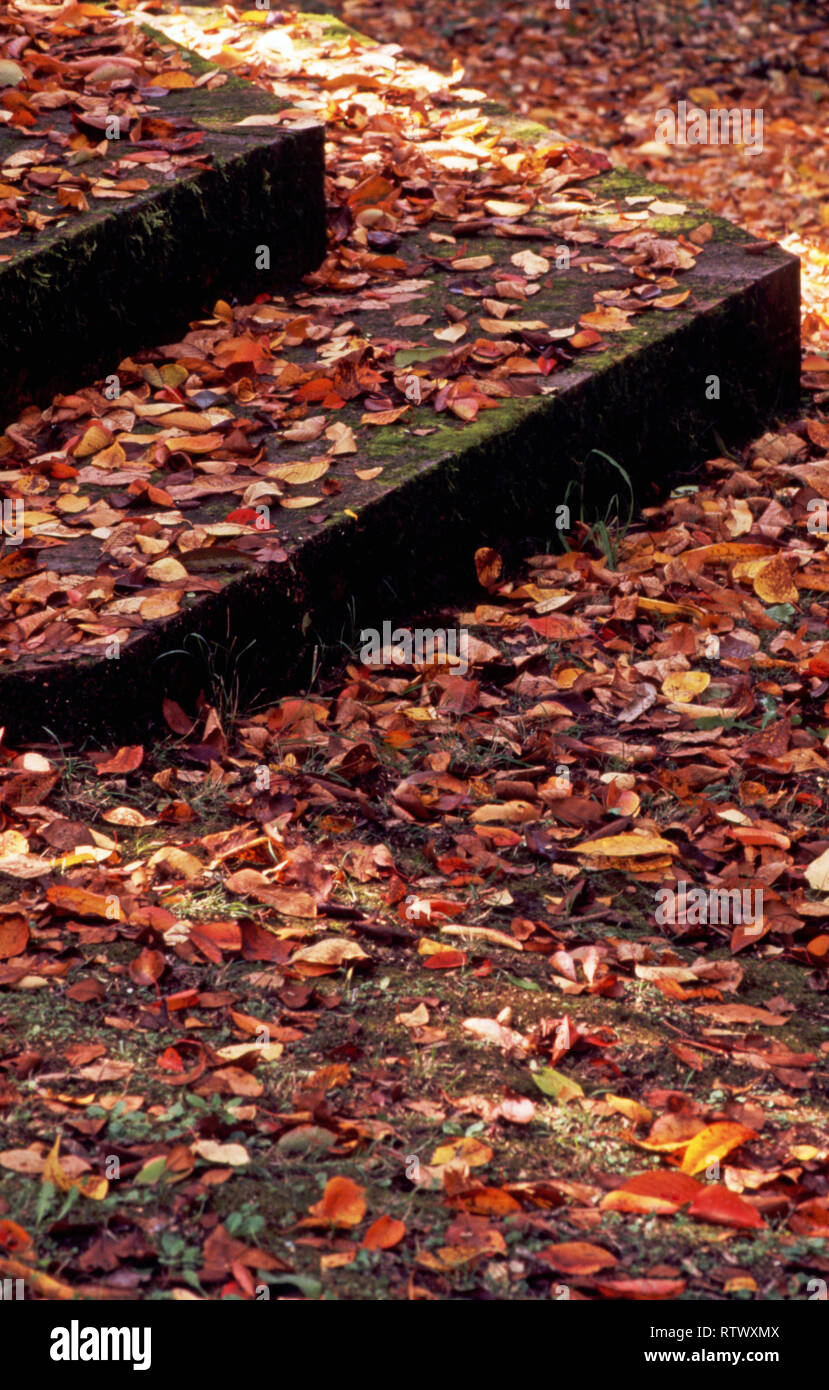 AUTUMN LEAVES COVERING STEPS IN GARDEN Stock Photo - Alamy